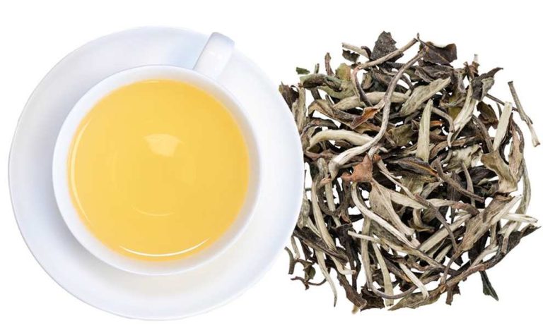 White Tea: Exceptional Medicinal Properties – Oma Nina