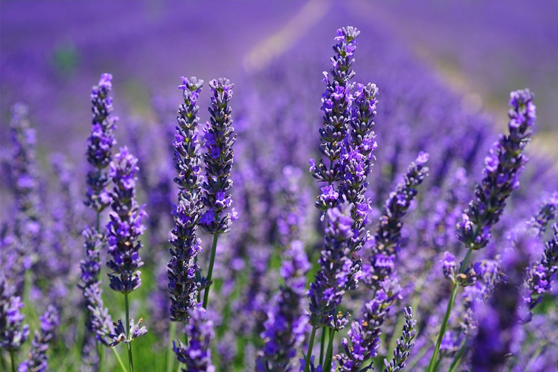 What is Linalool? Major Benefits, Sources + How to Use It – Oma Nina