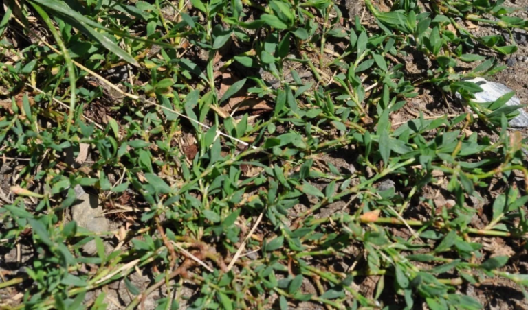 How Effective is Knotgrass for the Kidneys: Explanations and ...